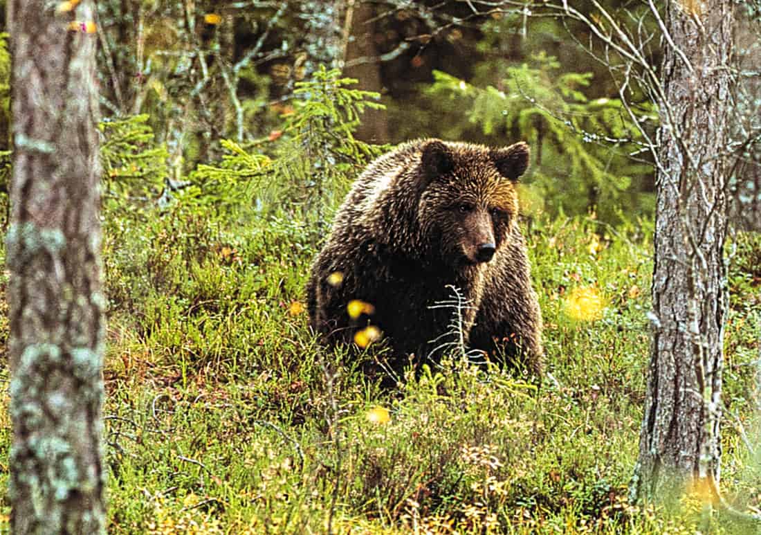 Der Braunbär: Einzelgänger des Waldes - Multiperspektivischer Blick auf ...